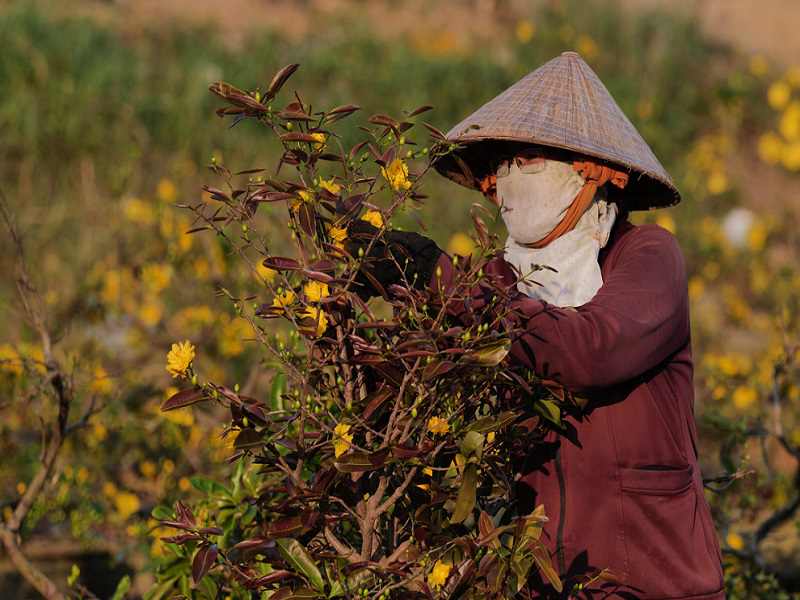 Cách tính thời điểm tuốt lá mai và cách tuốt lá mai hợp lý nhất - Yêu ...