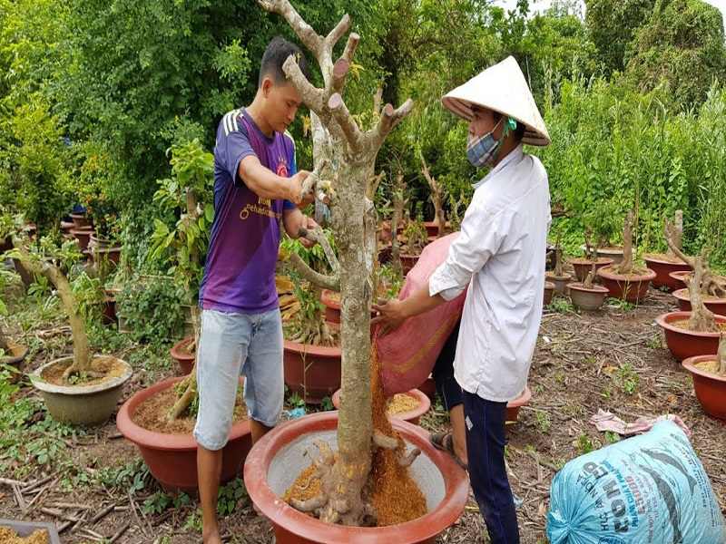 Chia sẽ kinh nghiệm vô chậu mai vàng hiệu quả - Yêu Mai Vàng