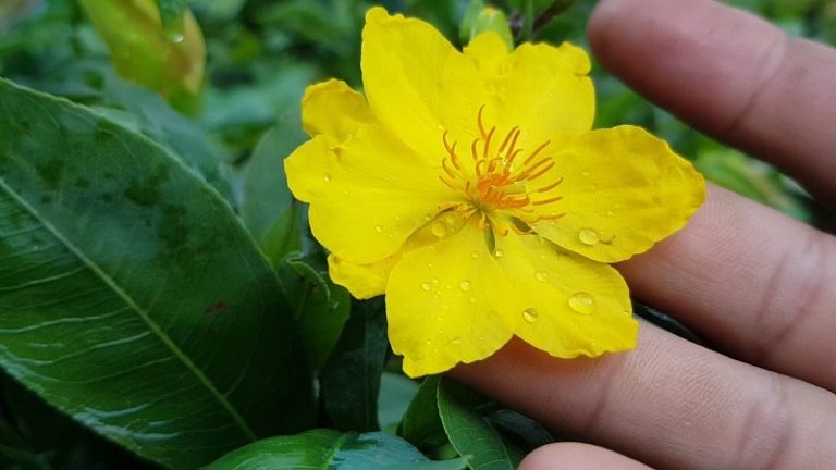 Cách bón phân cho mai vàng sau tết giúp cây mai nhanh phục hồi - Yêu ...