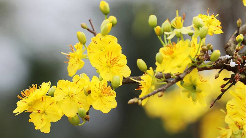 Hướng dẫn chăm sóc mai vàng sau khi lặt lá cho hoa nở đúng Tết - Yêu ...