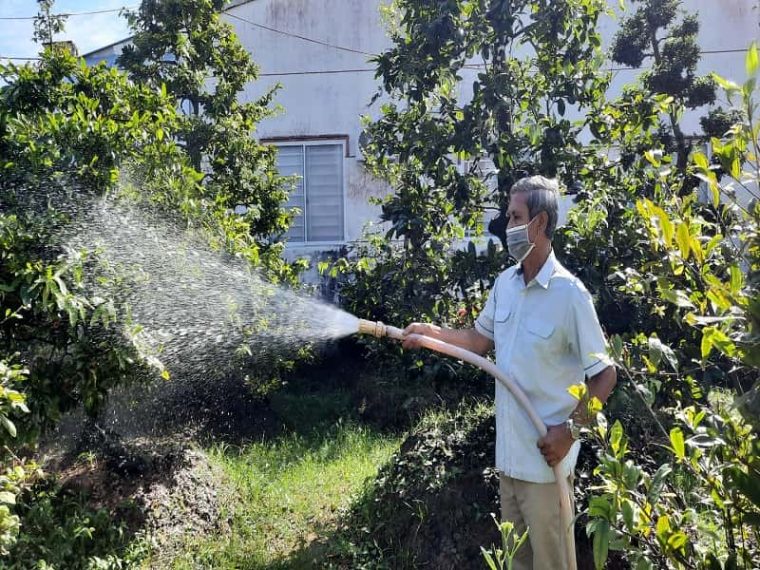 Nguyên nhân cây mai thiếu nước sẽ chết? Quy trình tưới nước cho mai ...