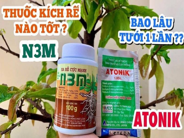 Top 3 loại thuốc tăng trưởng cho mai tốt nhất hiện nay - Yêu Mai Vàng