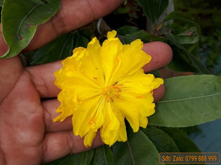 Mai Đại Lộc, cách chăm sóc mai Đại Lộc nhanh ra hoa - Yêu Mai Vàng