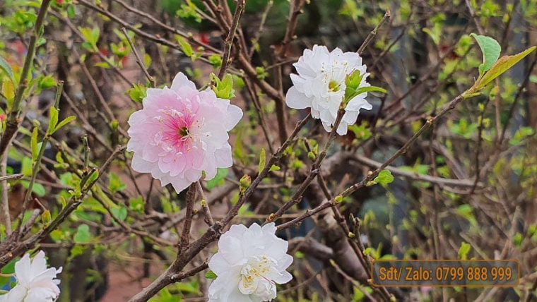 Nhất Chi Mai, đặc điểm và cách chăm sóc cây Nhất Chi Mai - Yêu Mai Vàng