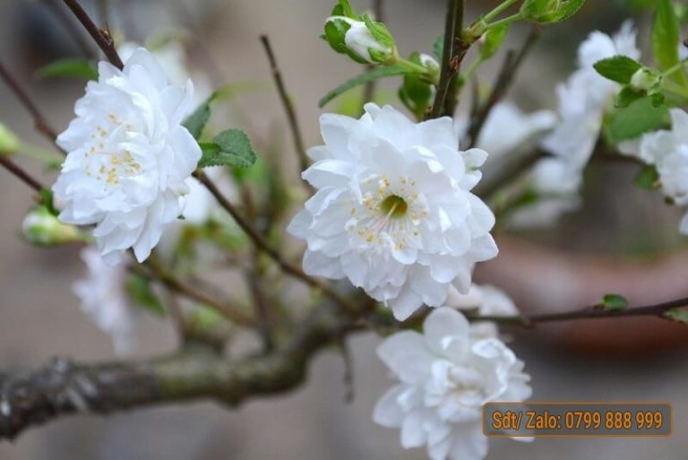 Nhất Chi Mai, đặc điểm và cách chăm sóc cây Nhất Chi Mai - Yêu Mai Vàng