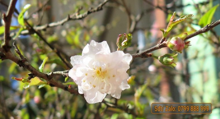 Nhất Chi Mai, đặc điểm và cách chăm sóc cây Nhất Chi Mai - Yêu Mai Vàng